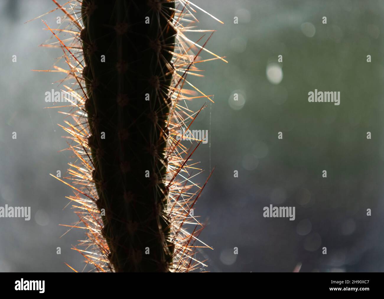 Cactus house plant. Coping with heat and dry conditions cacti are ideal ...