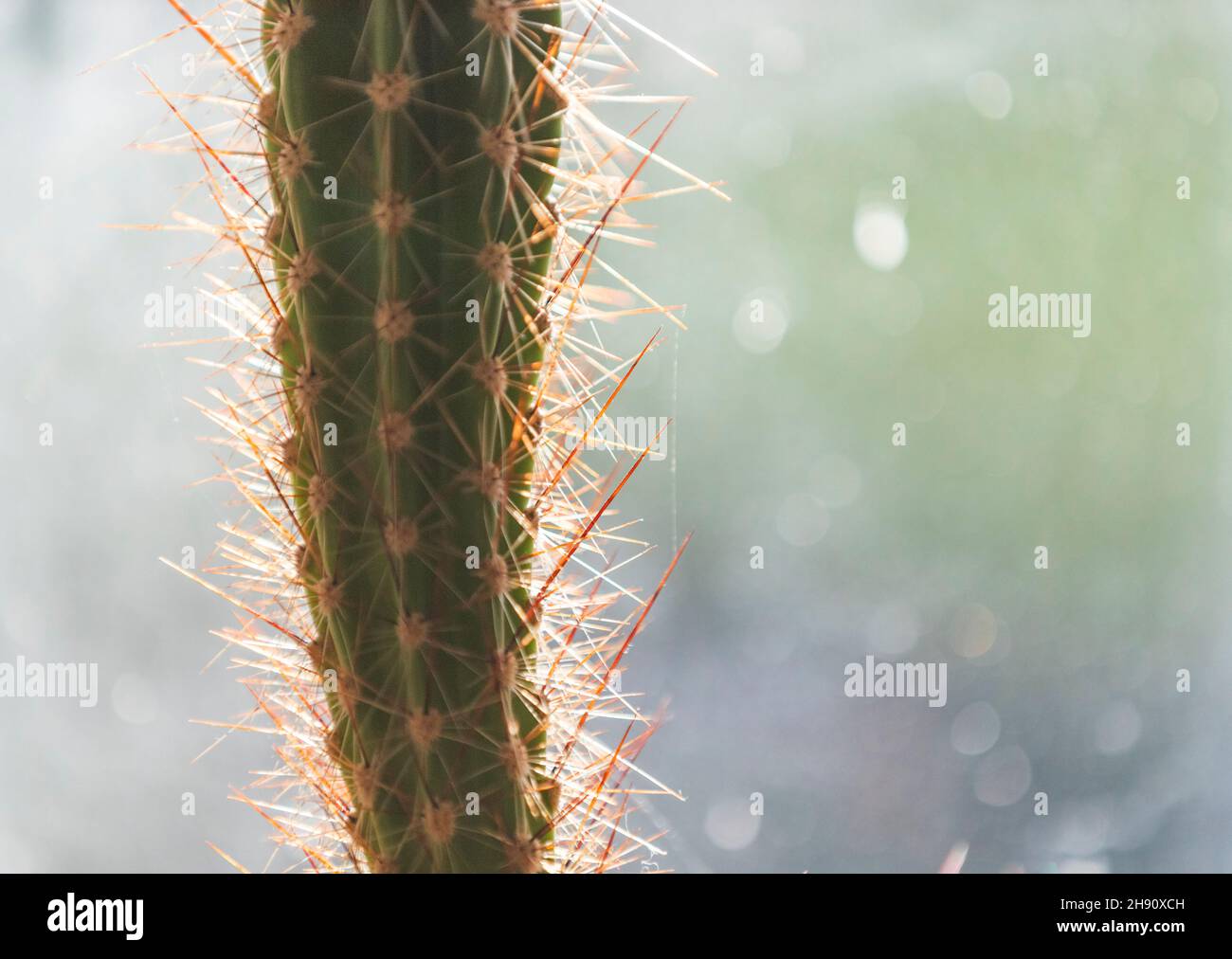 Cactus house plant. Coping with heat and dry conditions cacti are ideal ...