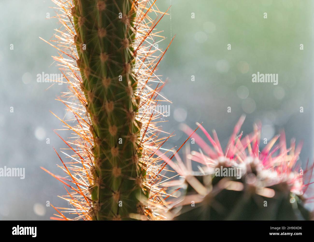 Cactus house plant. Coping with heat and dry conditions cacti are ideal ...