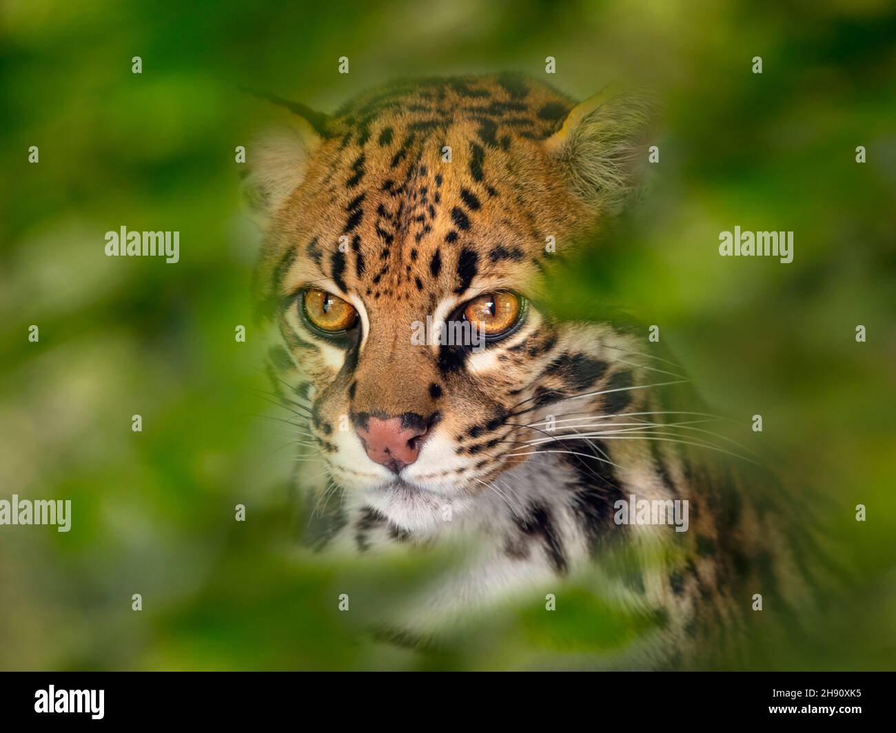 Ocelot Leopardus pardalis Portrait Stock Photo - Alamy