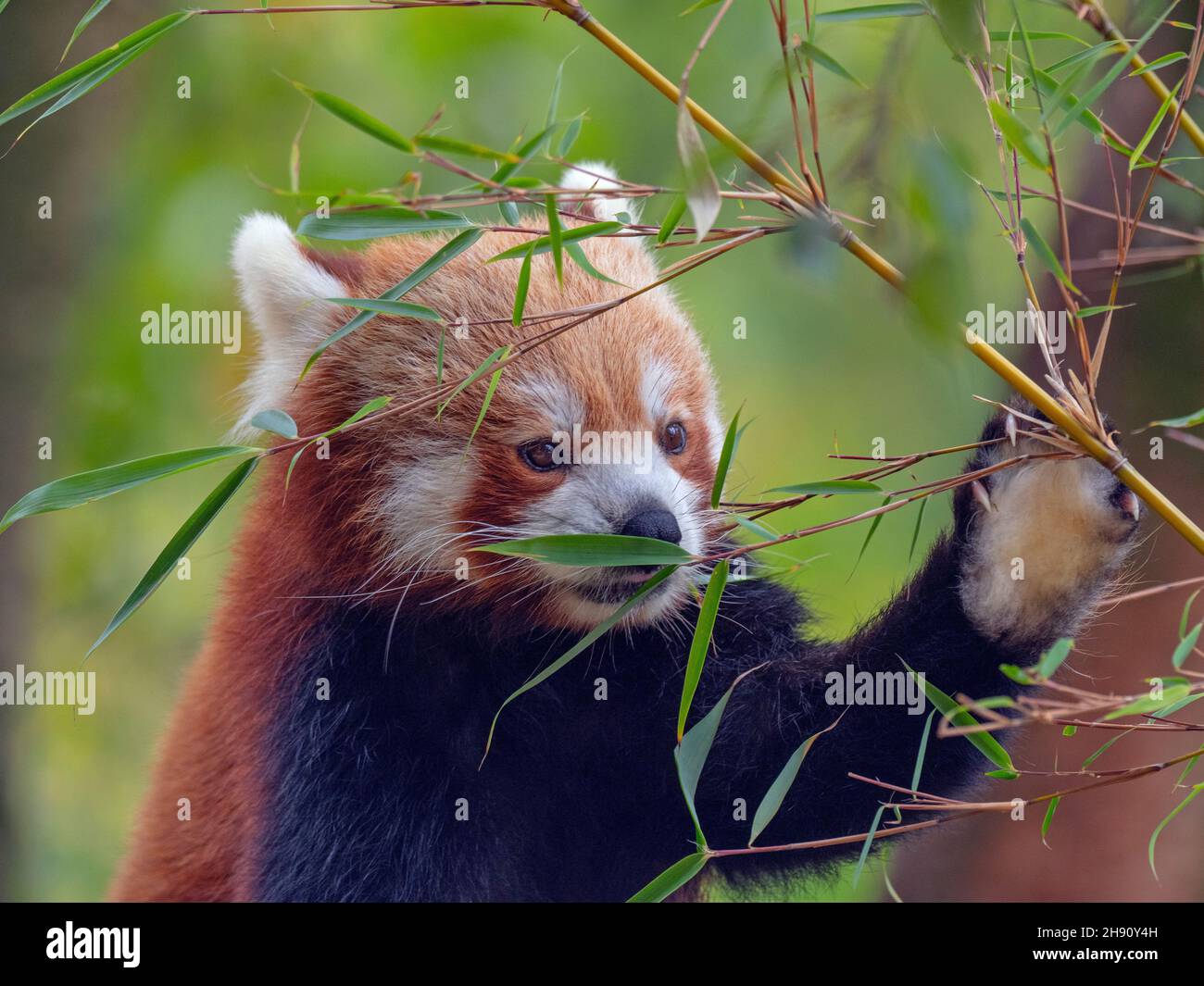 Family ailuridae hi-res stock photography and images - Alamy