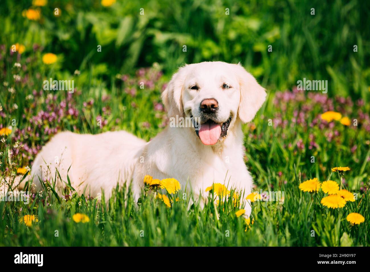 Happy Lab Dog Pictures