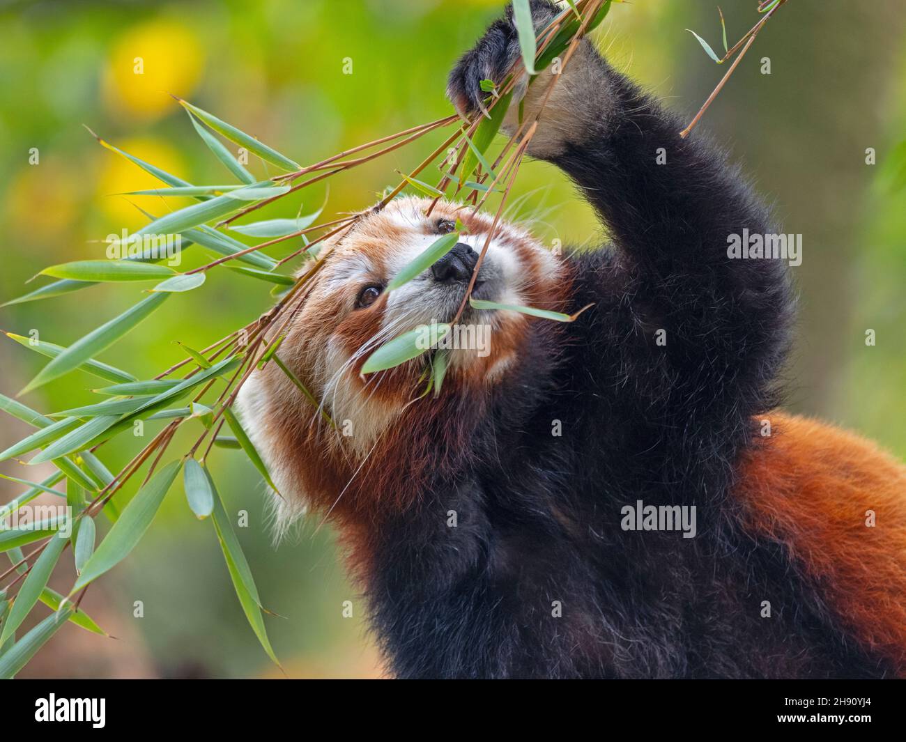 Endangered deforestation hi-res stock photography and images - Alamy