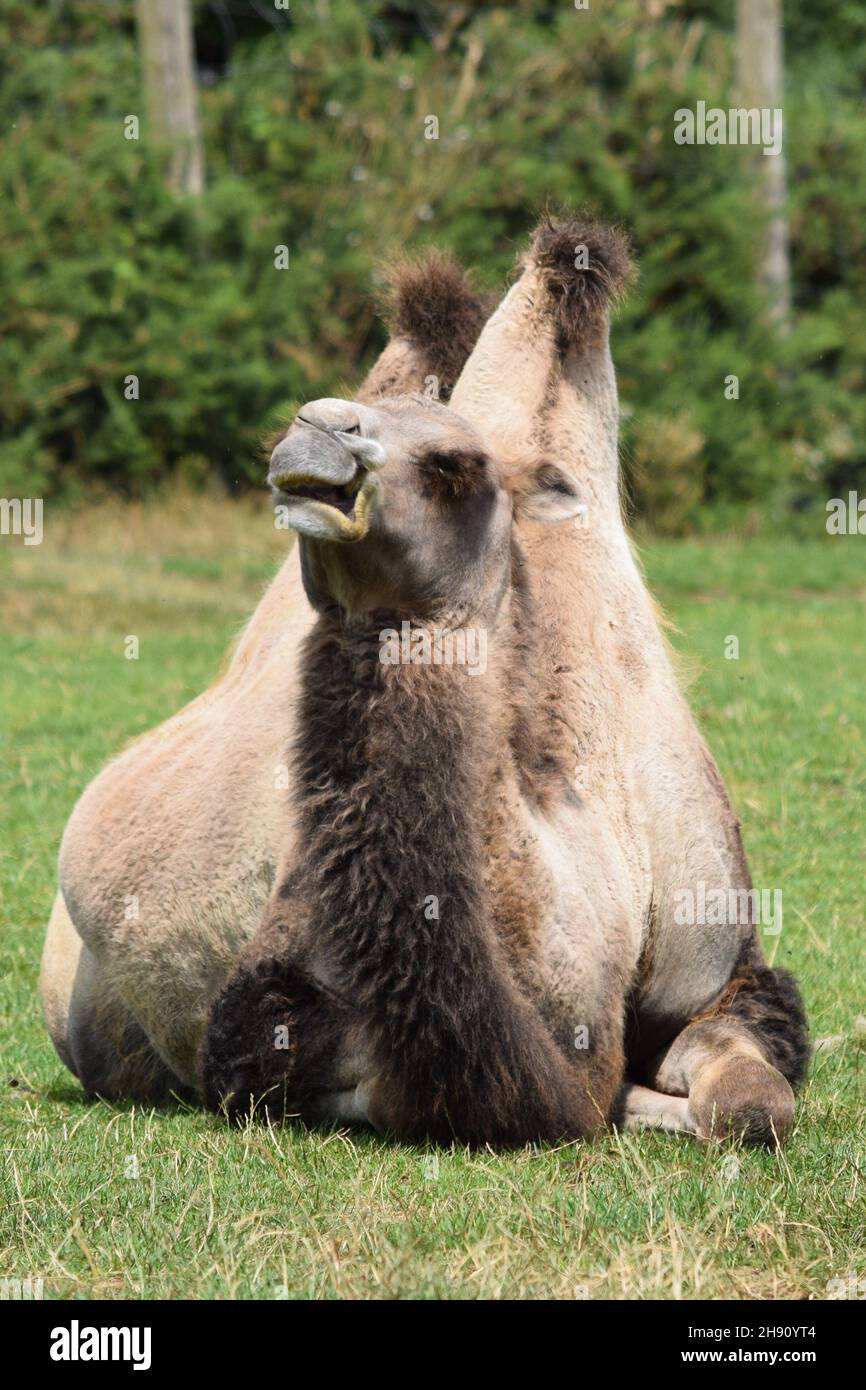 Cool as a Camel Stock Photo - Alamy