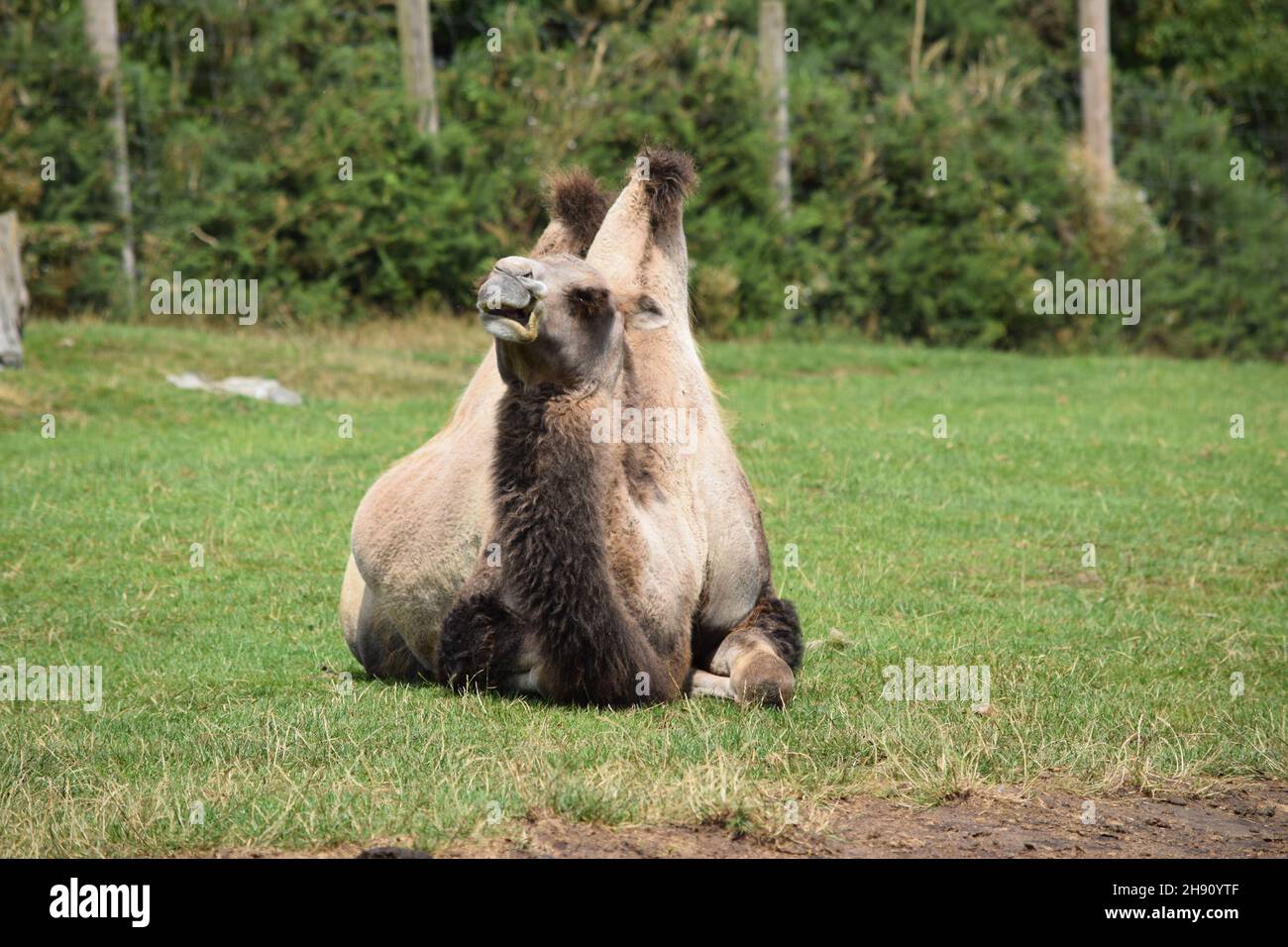 Chilling camel hi-res stock photography and images - Alamy