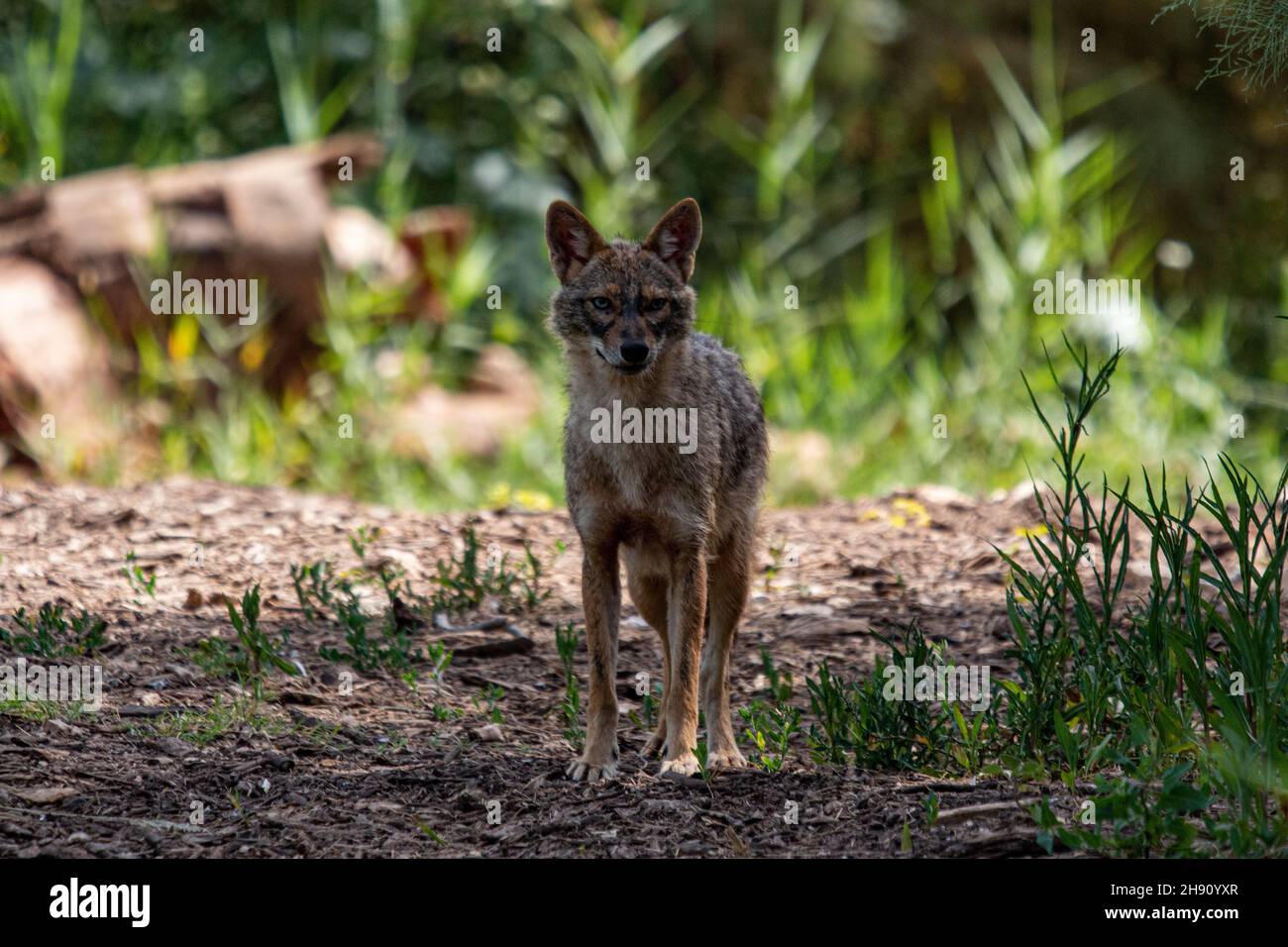 Fox in the forest in the daytime Stock Photo - Alamy
