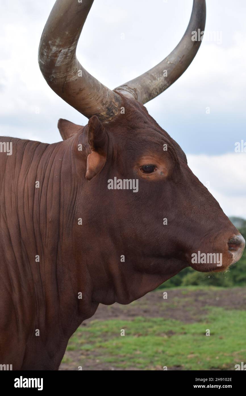 Encounter with buffalo hi-res stock photography and images - Alamy