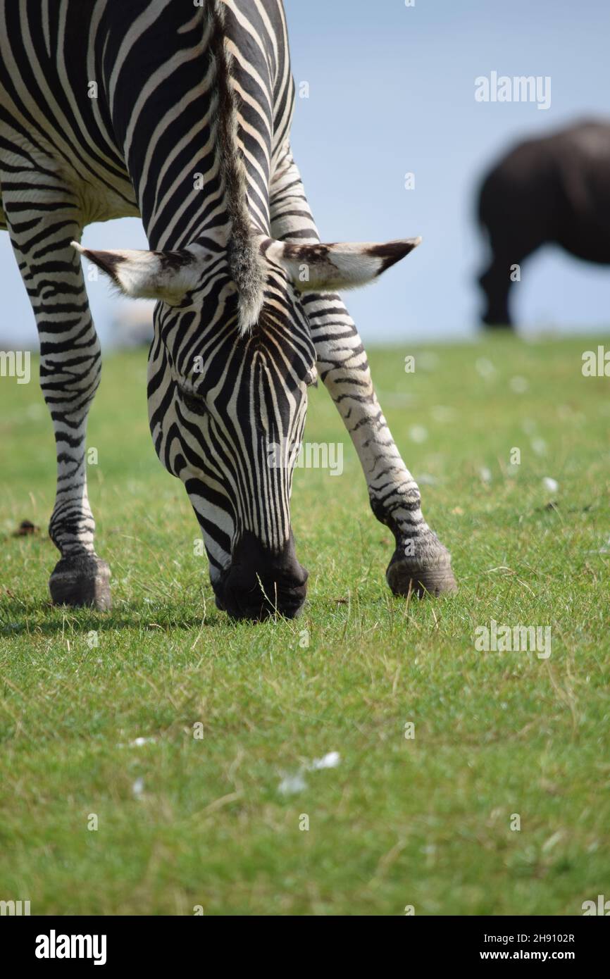 Grazing in the sun hi-res stock photography and images - Alamy