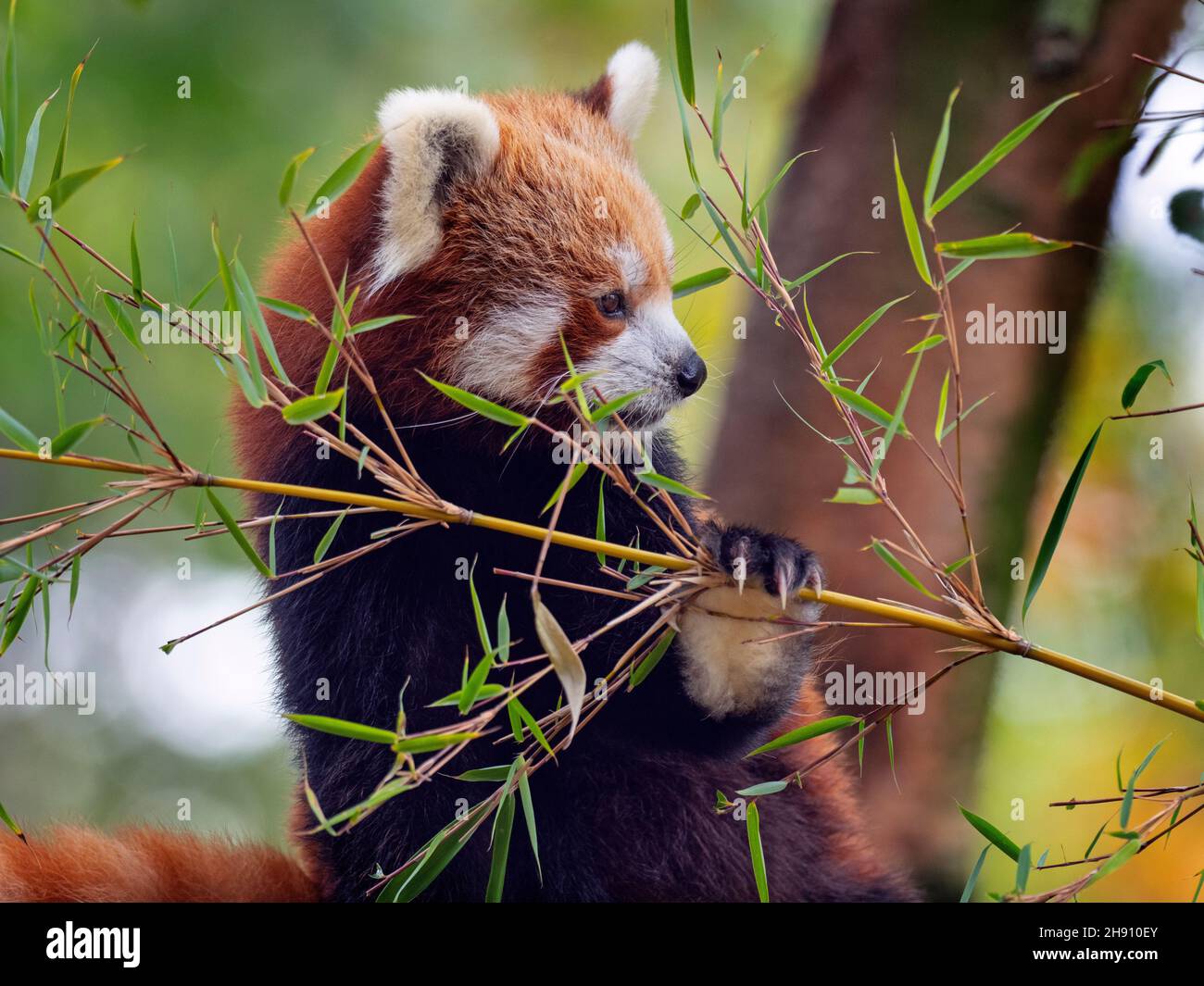 Bamboo feeder hi-res stock photography and images - Alamy