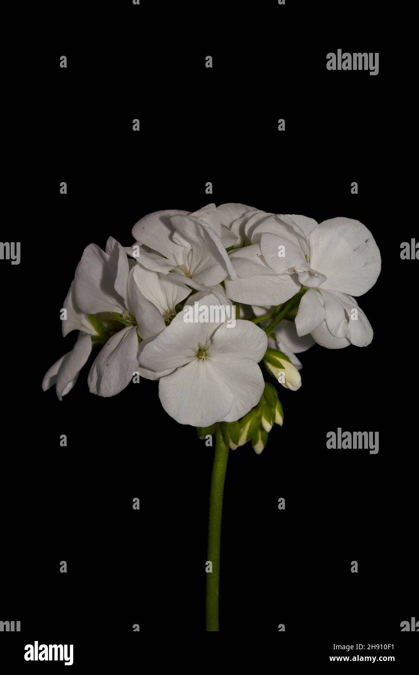 Black and white geranium hi-res stock photography and images - Alamy