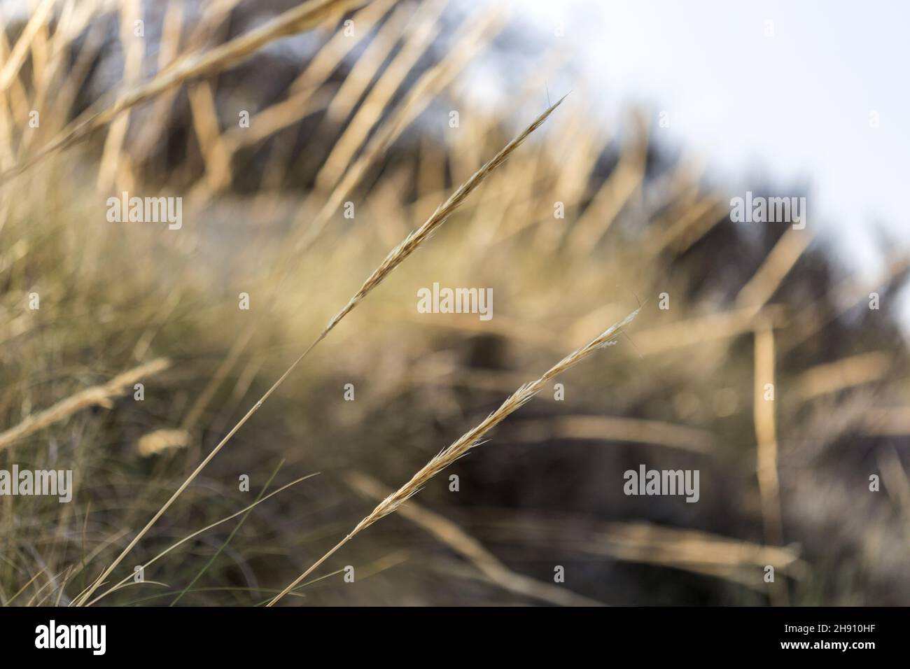 Ears wheat sway in summer hi-res stock photography and images - Alamy