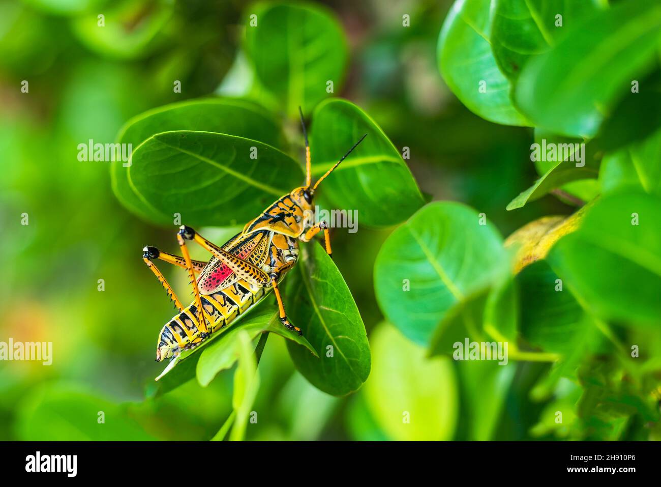 Central florida grasshopper hi-res stock photography and images - Alamy