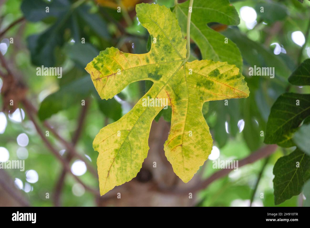 Ficus carica autumn leaf hi-res stock photography and images - Alamy