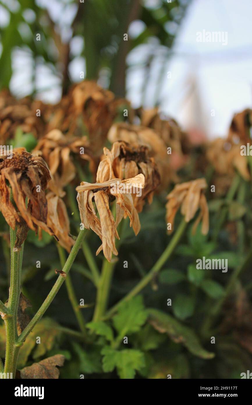 Beautiful old withered flowers signifying mourning, grief, and sadness ...
