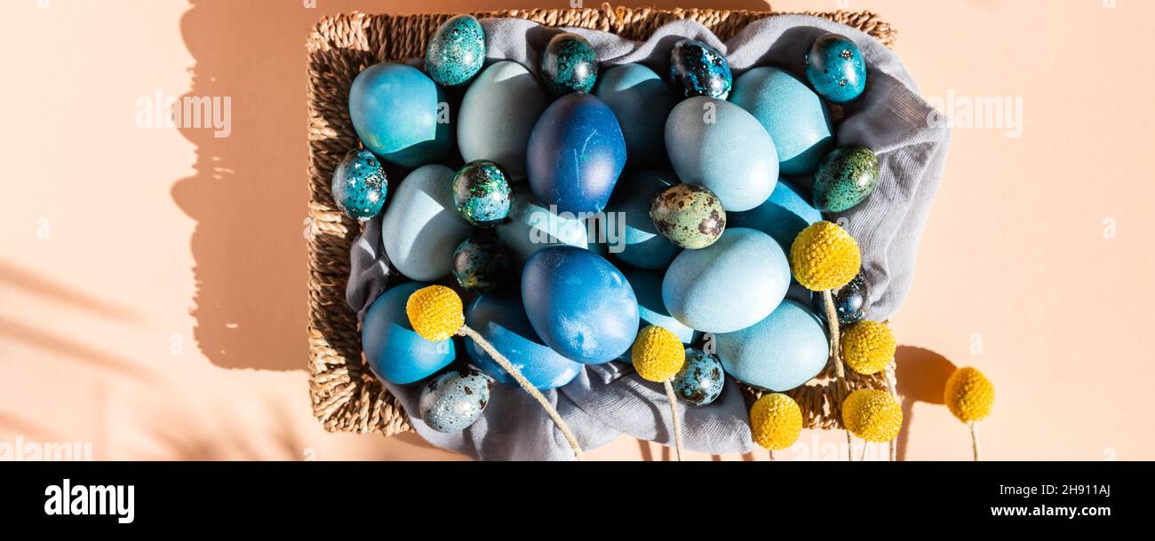 Homemade naturally dyed eggs in blue colors Stock Photo - Alamy
