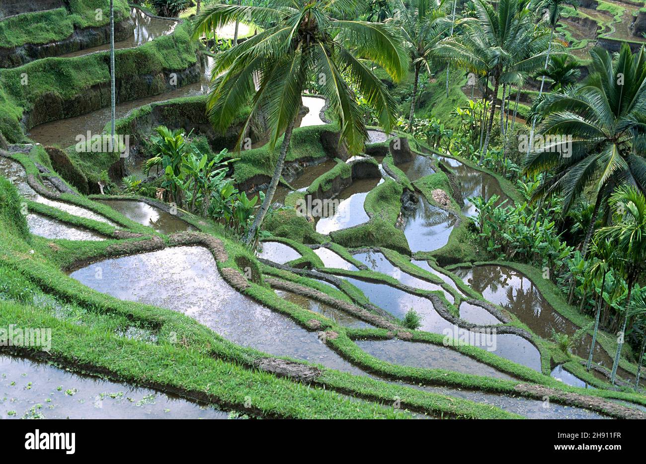 Rice terraces in valley hi-res stock photography and images - Alamy