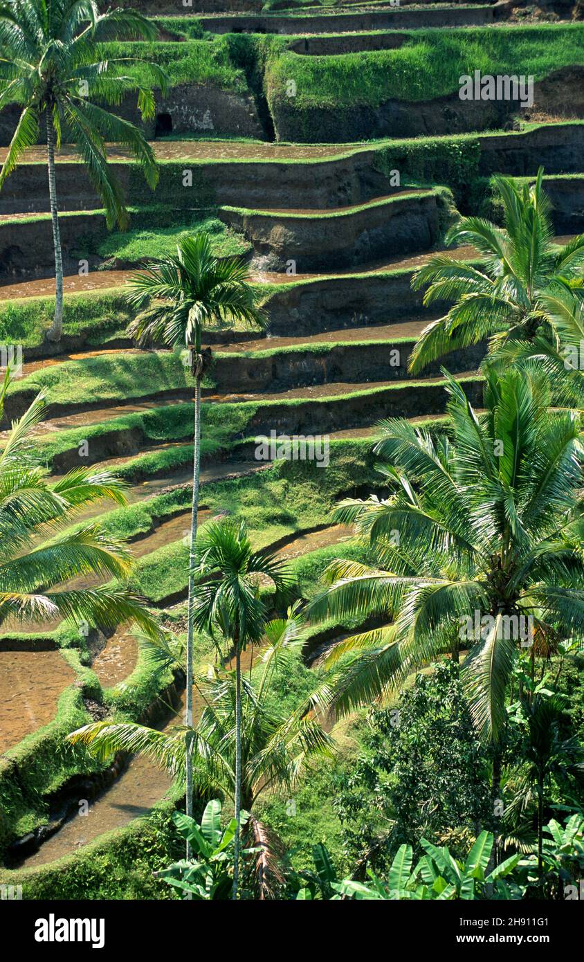 Rice field in bali hi-res stock photography and images - Alamy