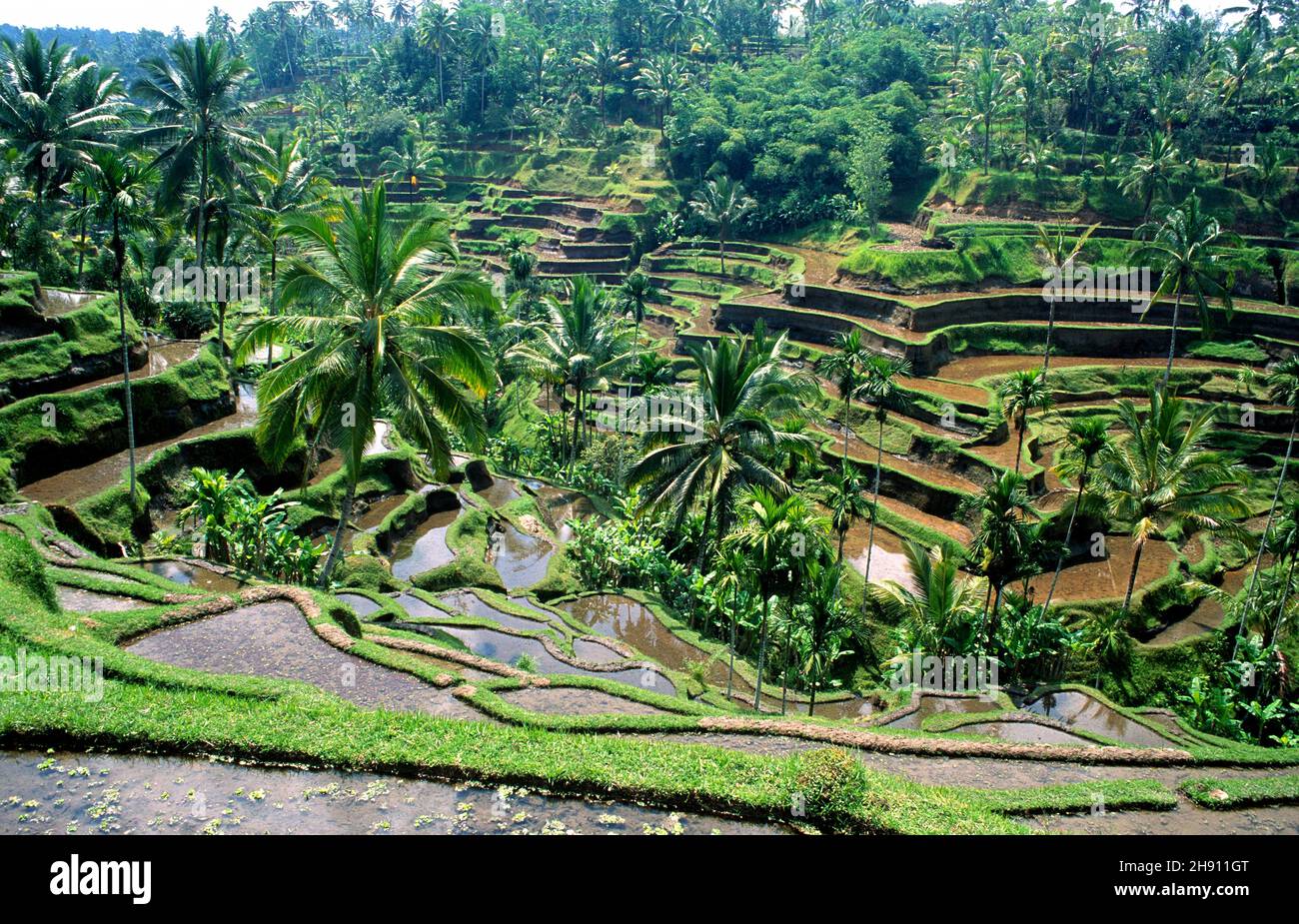 Tree in indonesia hi-res stock photography and images - Alamy