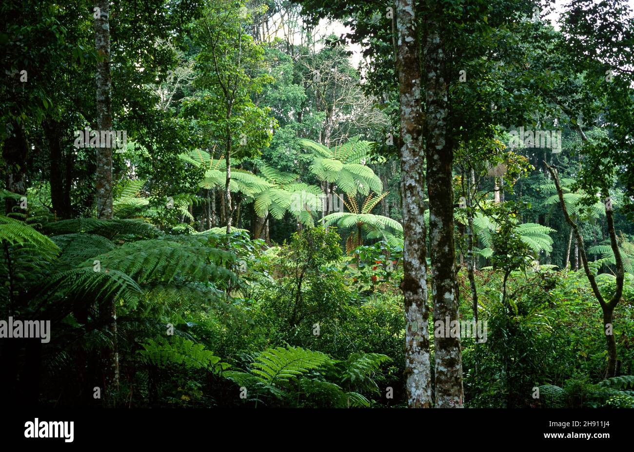 Tropical rainforest indonesia hi-res stock photography and images - Alamy