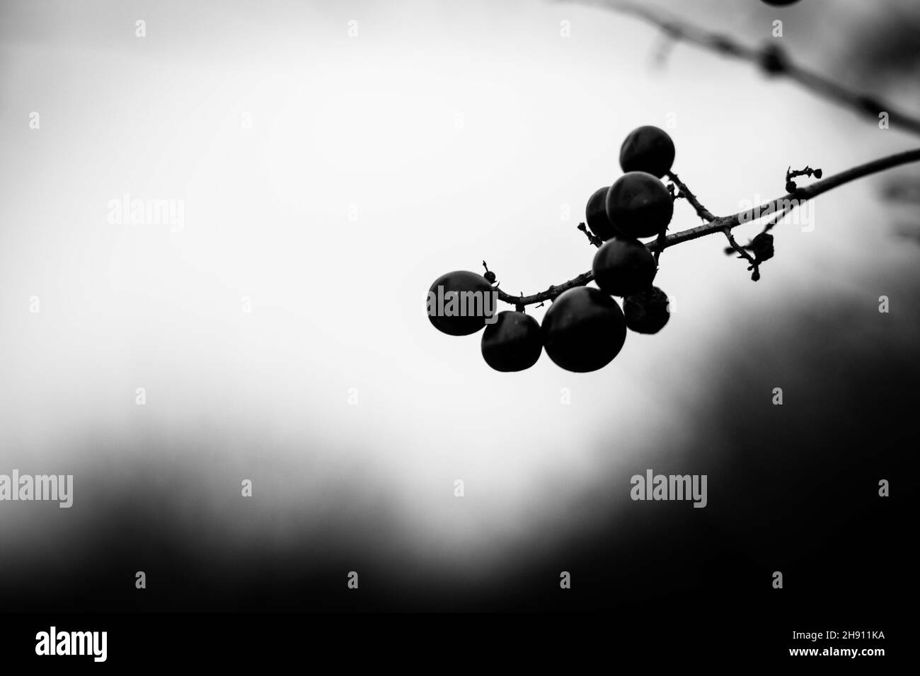 Plant berries Black and White Stock Photos & Images - Alamy
