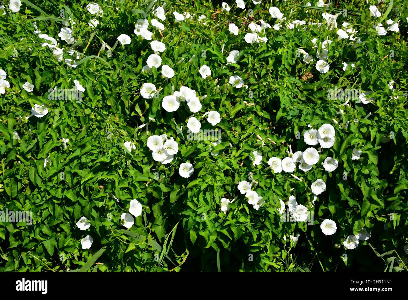 The real bindweed calystegia sepium hi-res stock photography and images ...