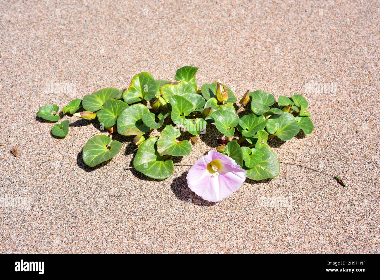 Coast sea bindweed hi-res stock photography and images - Alamy