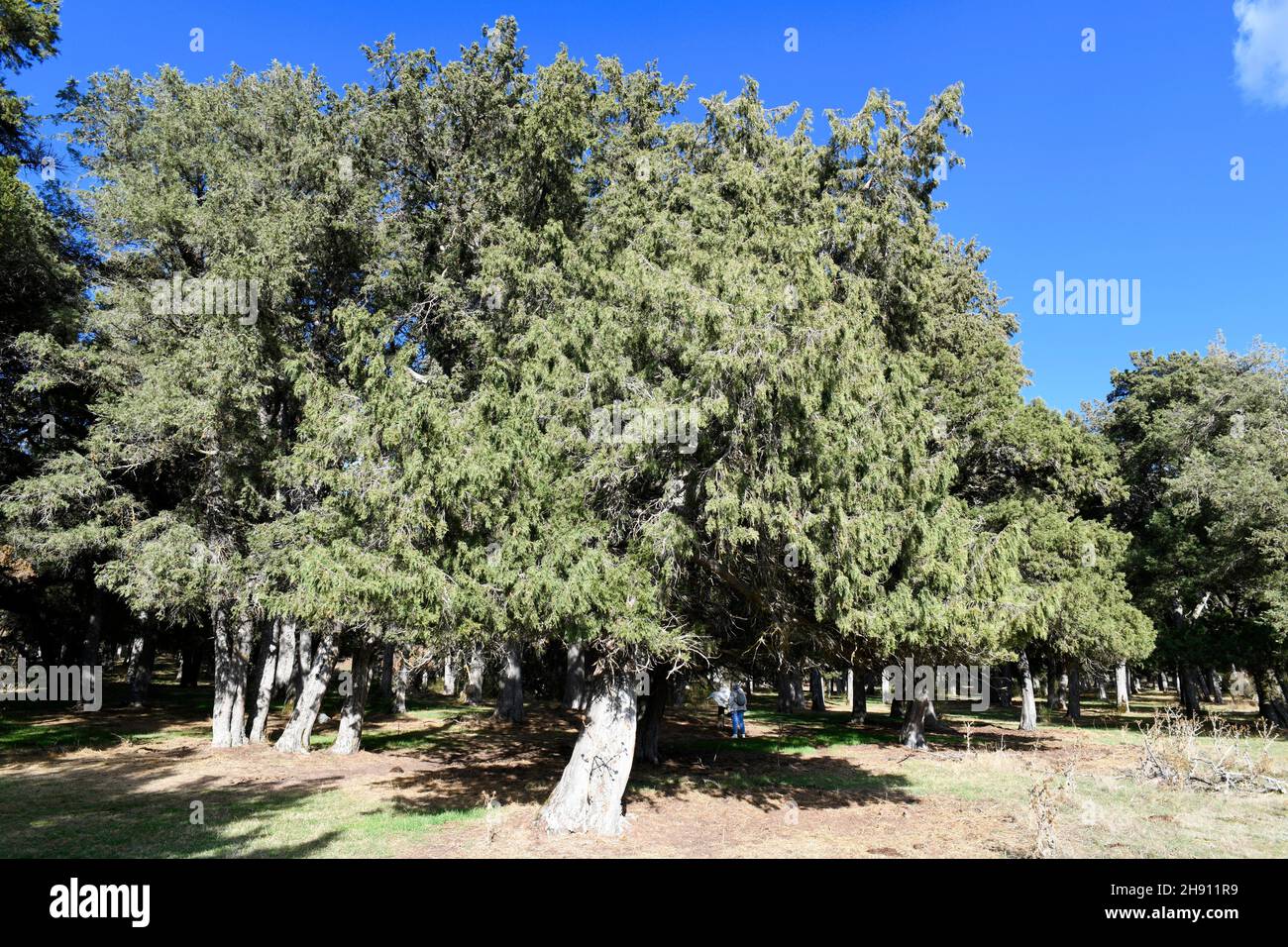 Spanish juniper (juniperus thurifera) hi-res stock photography and ...