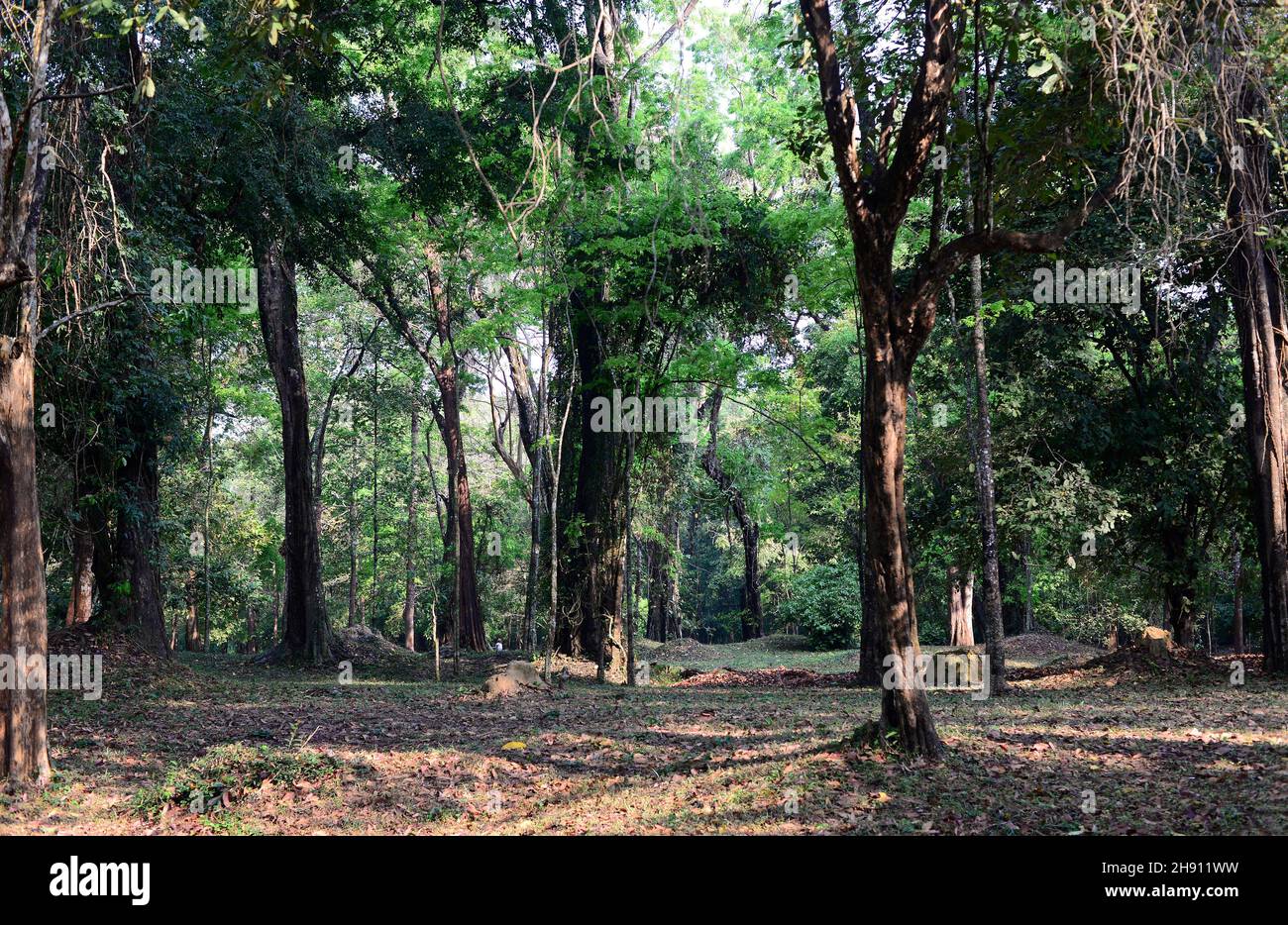 Dipterocarpus alatus dipterocarpaceae tree tropical hi-res stock ...