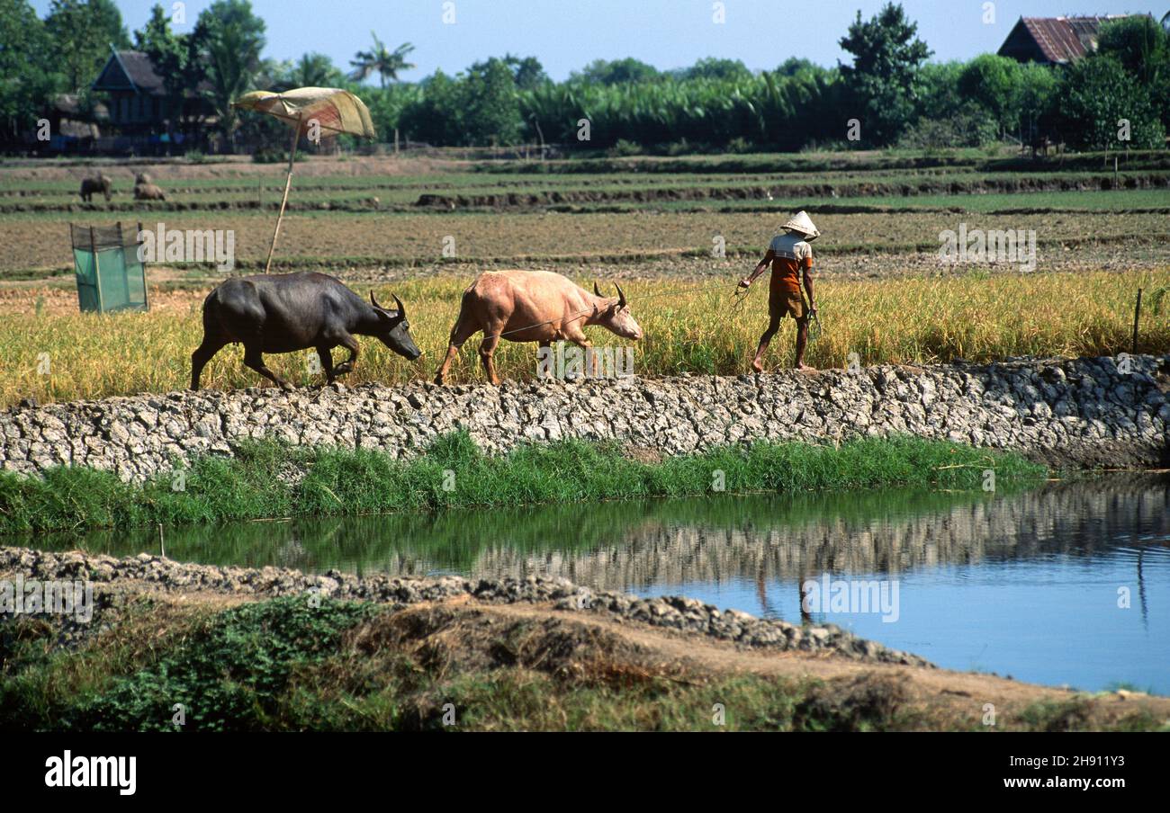Rice paddy water buffalo hi-res stock photography and images - Alamy