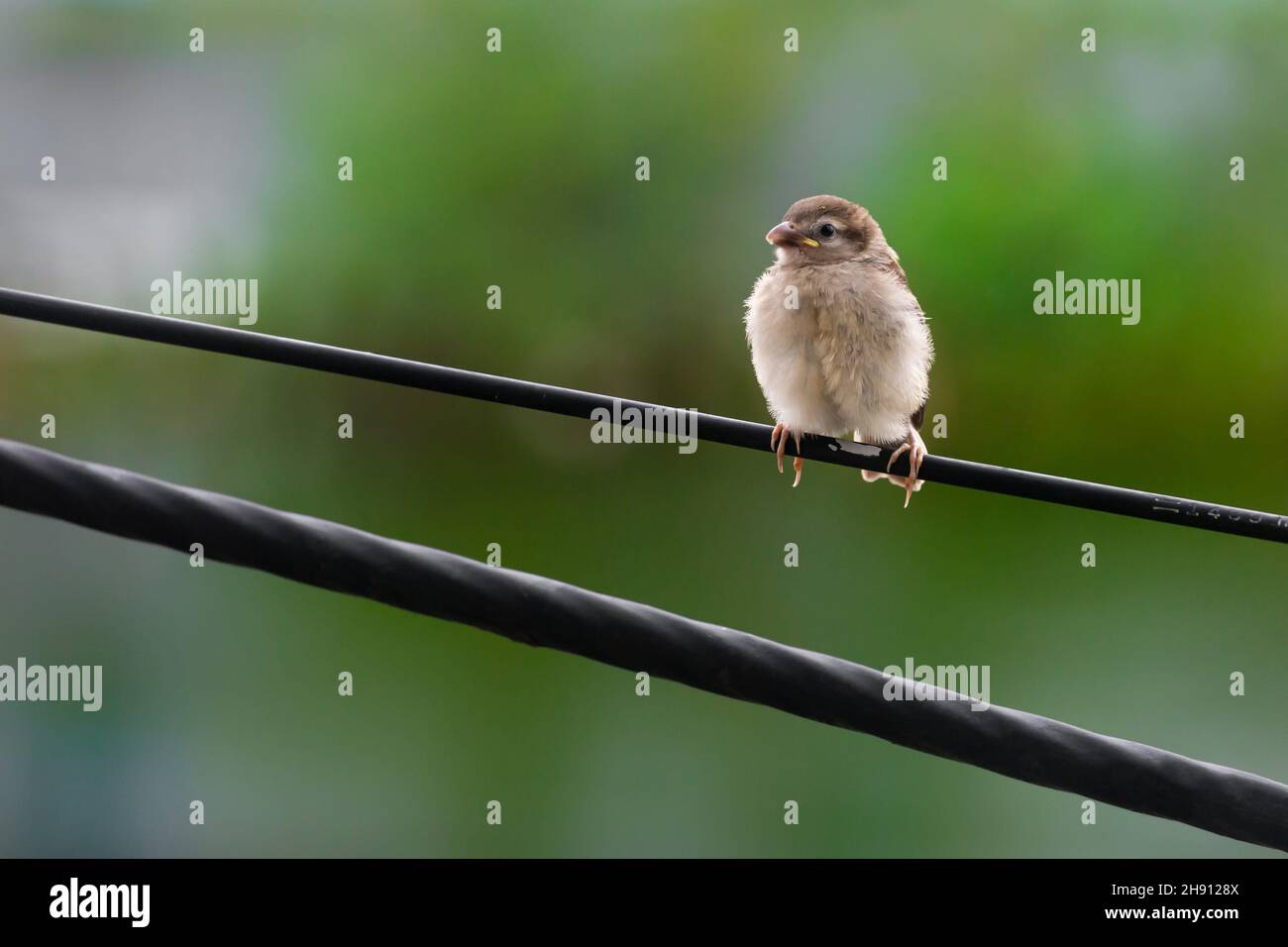 Tree baby sparrow sitting on the electric wire is eating food from its ...