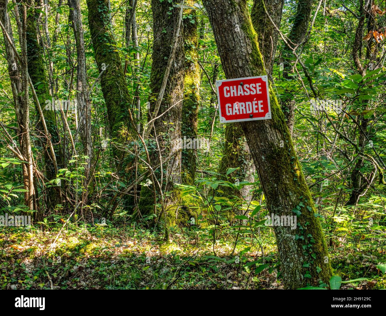 Hunting france forest hi-res stock photography and images - Alamy