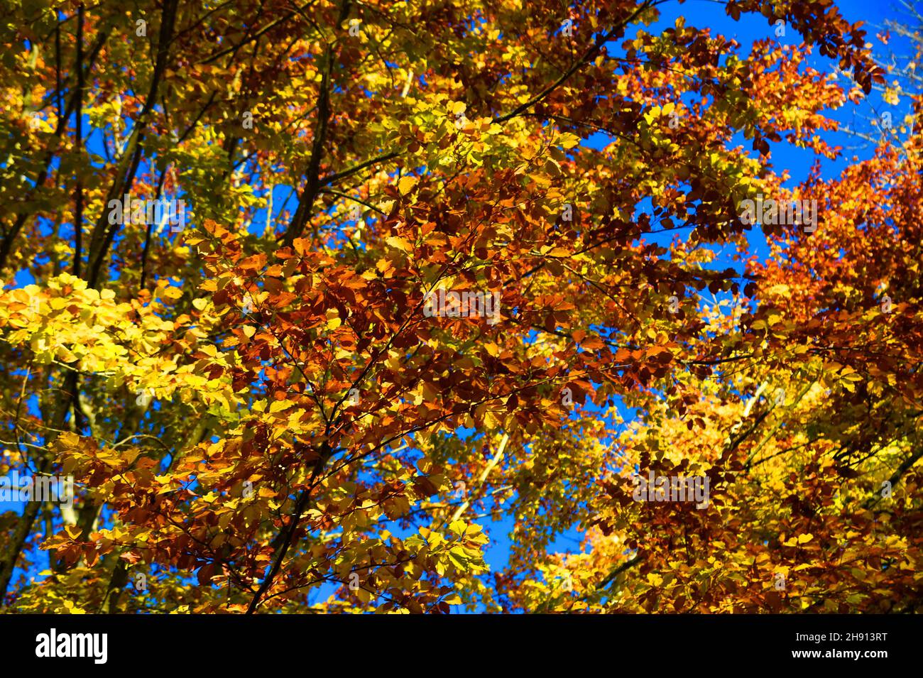 Autumn France Leaves High Resolution Stock Photography and Images - Alamy