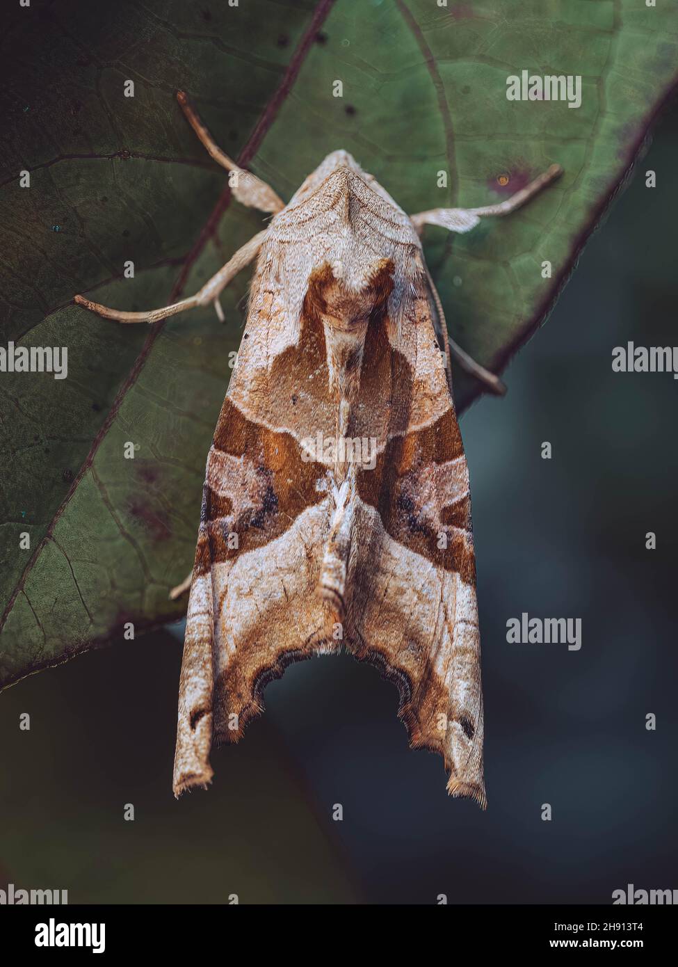 Angel shades moth hi-res stock photography and images - Alamy