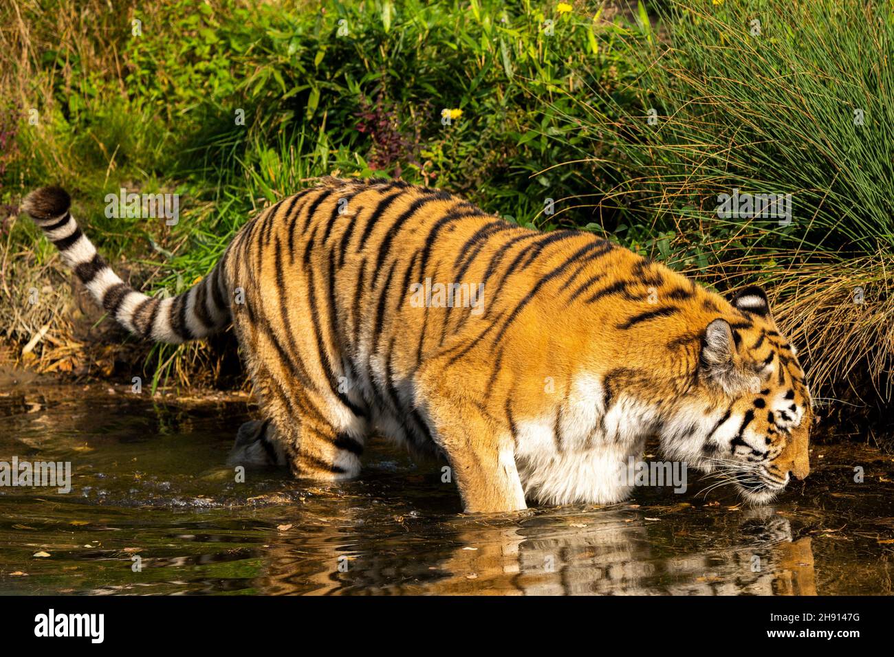Tiger Taking Bath High Resolution Stock Photography and Images - Alamy