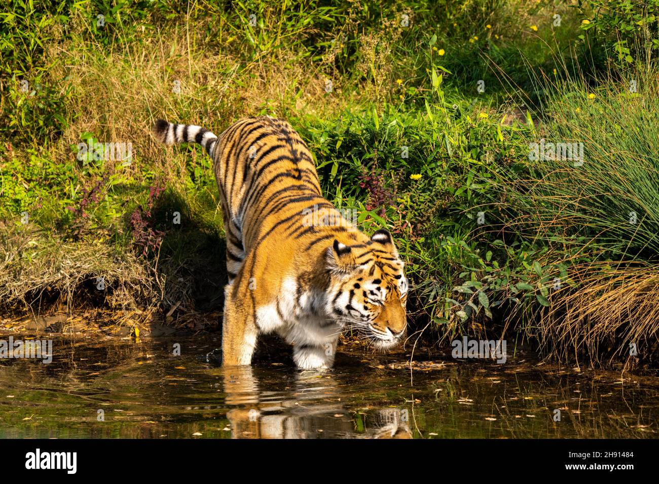 Tiger Taking Bath High Resolution Stock Photography and Images - Alamy