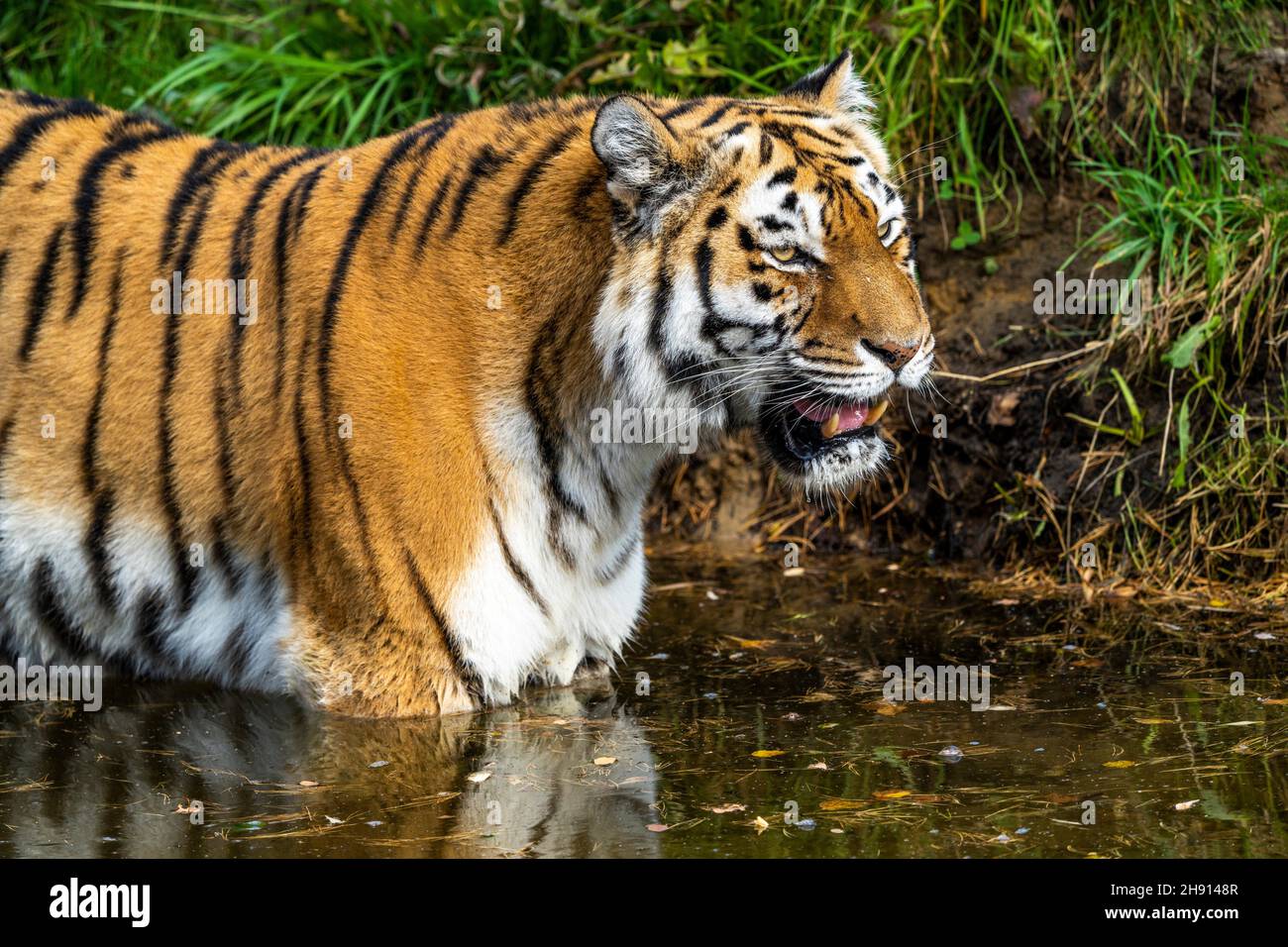 Tiger Taking Bath High Resolution Stock Photography and Images - Alamy