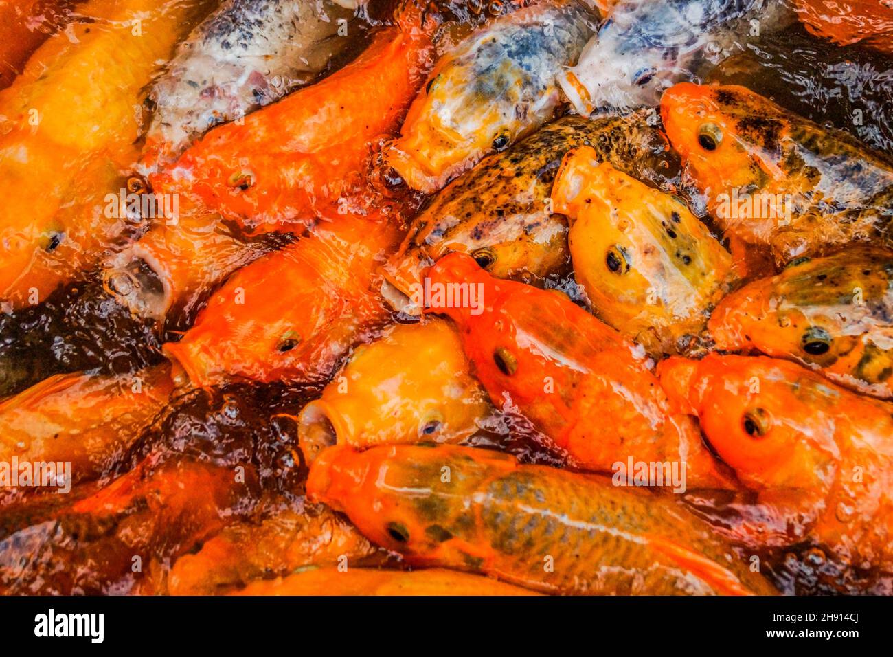 Yuyuan garden fish hi-res stock photography and images - Alamy