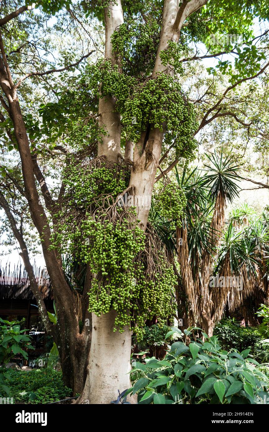 Coffea arabica africa hi-res stock photography and images - Alamy