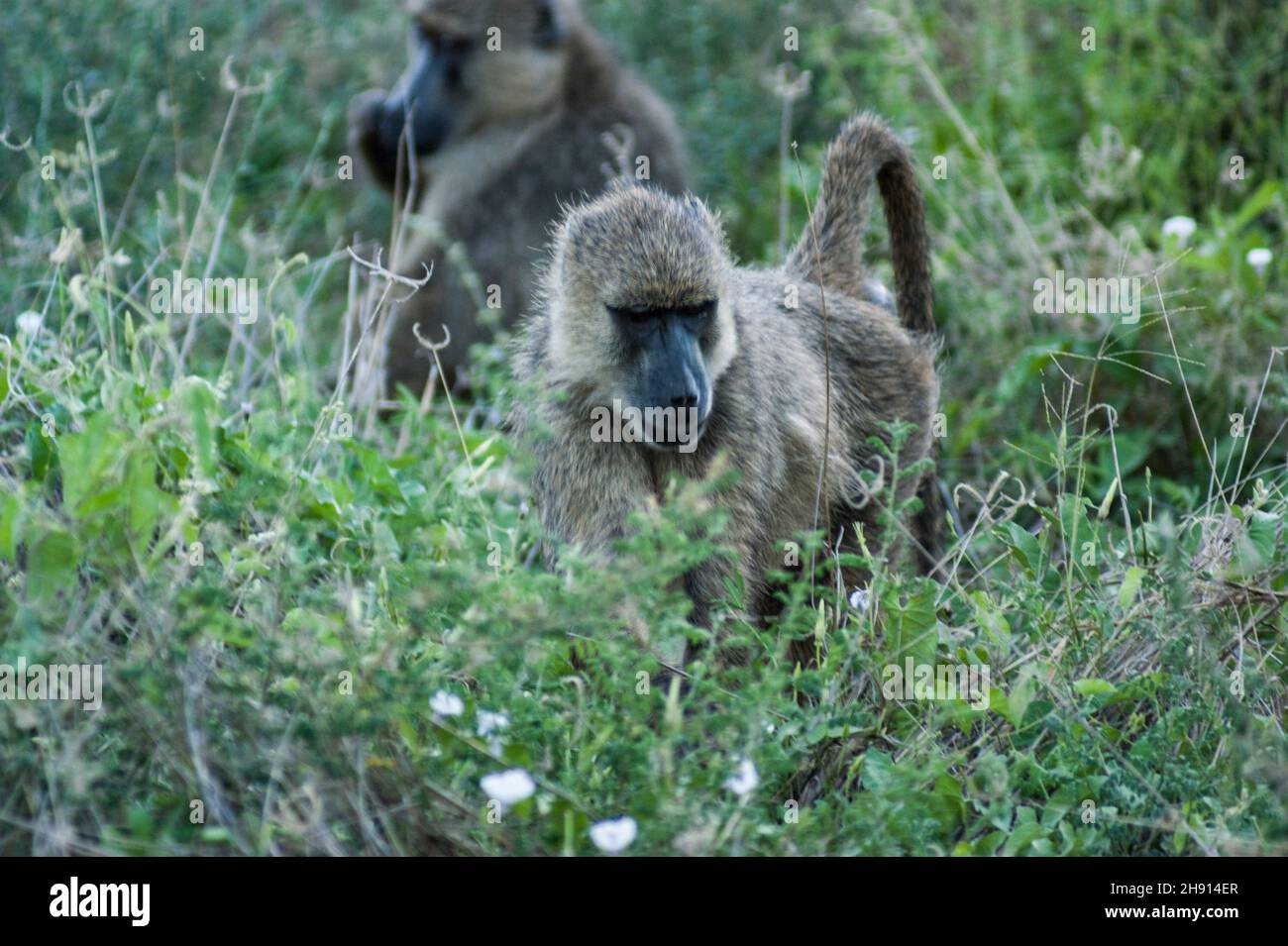 Red baboons hi-res stock photography and images - Alamy