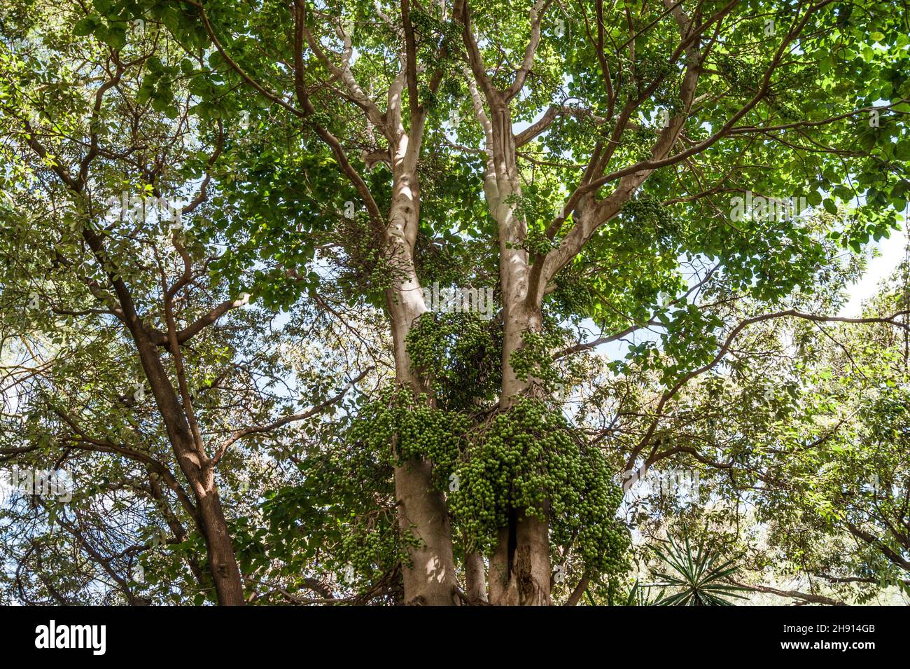 Coffea arabica tree hi-res stock photography and images - Alamy