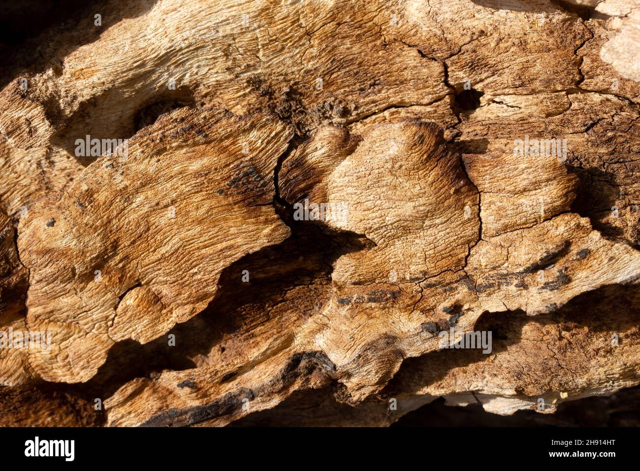 tree surface close-up in nature Stock Photo - Alamy