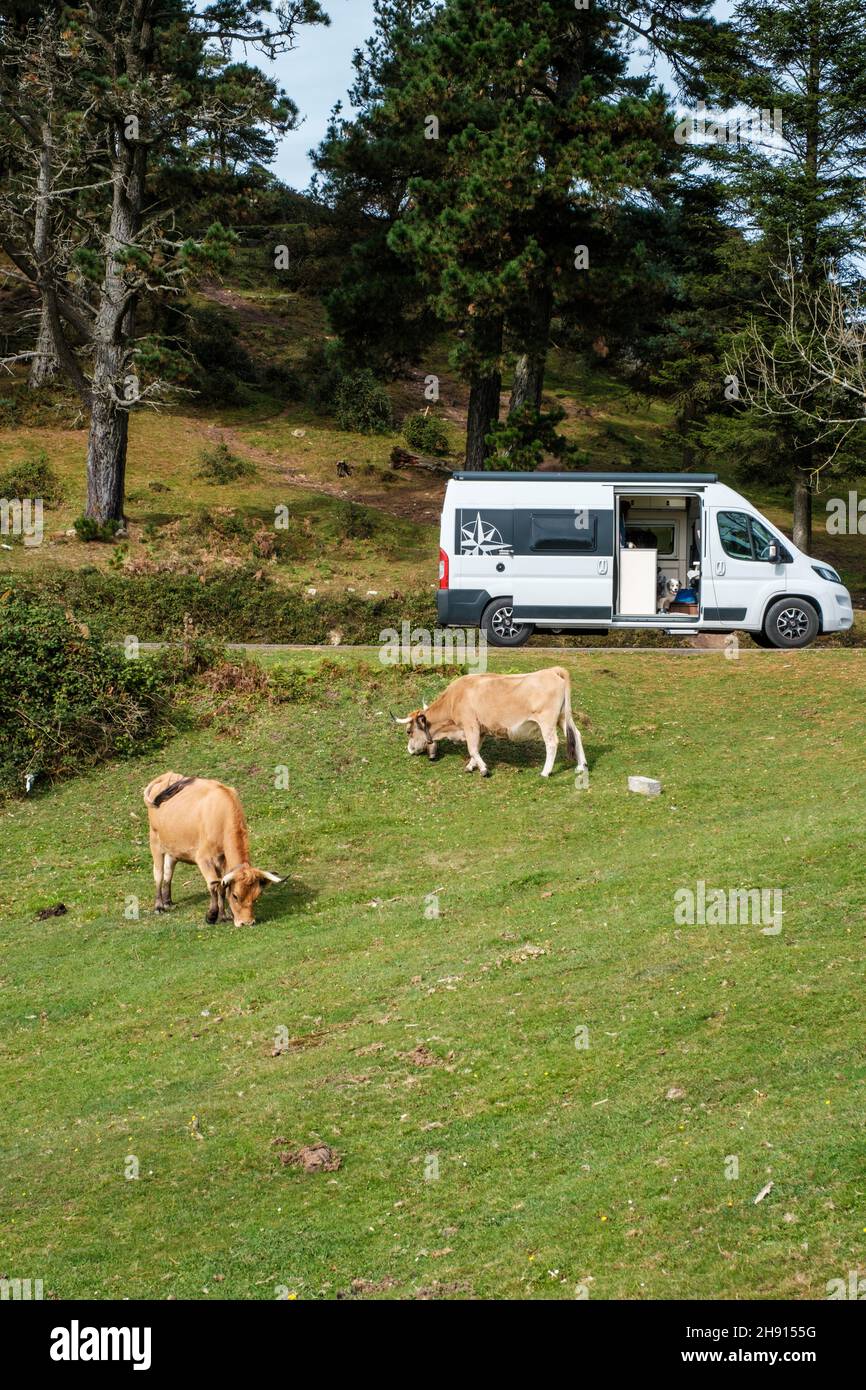 Motorhome with cows in nature Stock Photo - Alamy