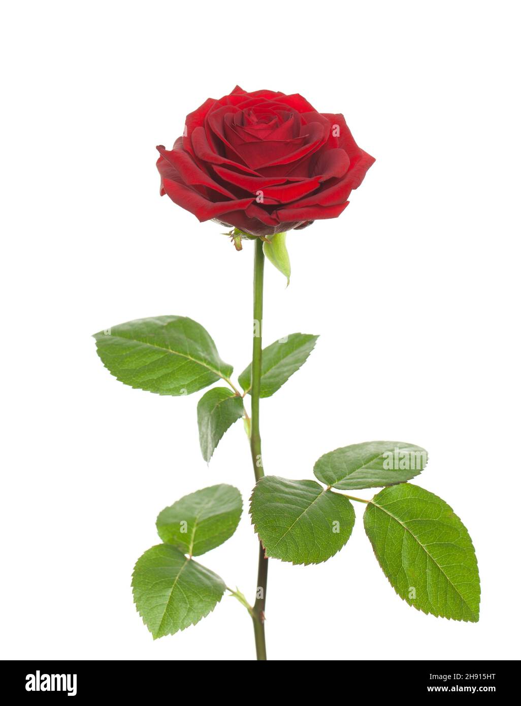 Single red rose isolated on white background Stock Photo - Alamy
