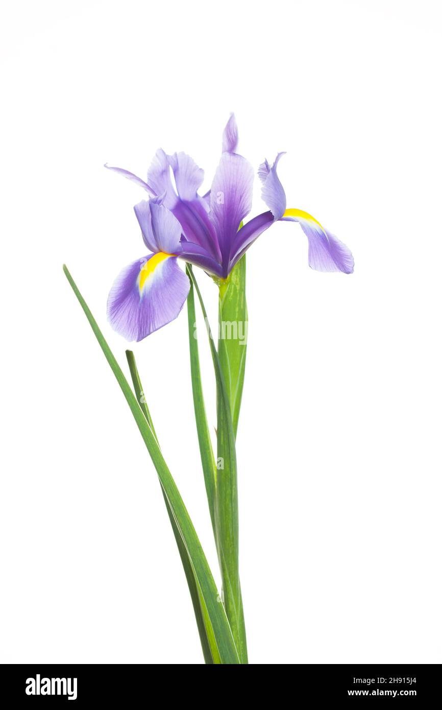 Perfect iris hi-res stock photography and images - Alamy