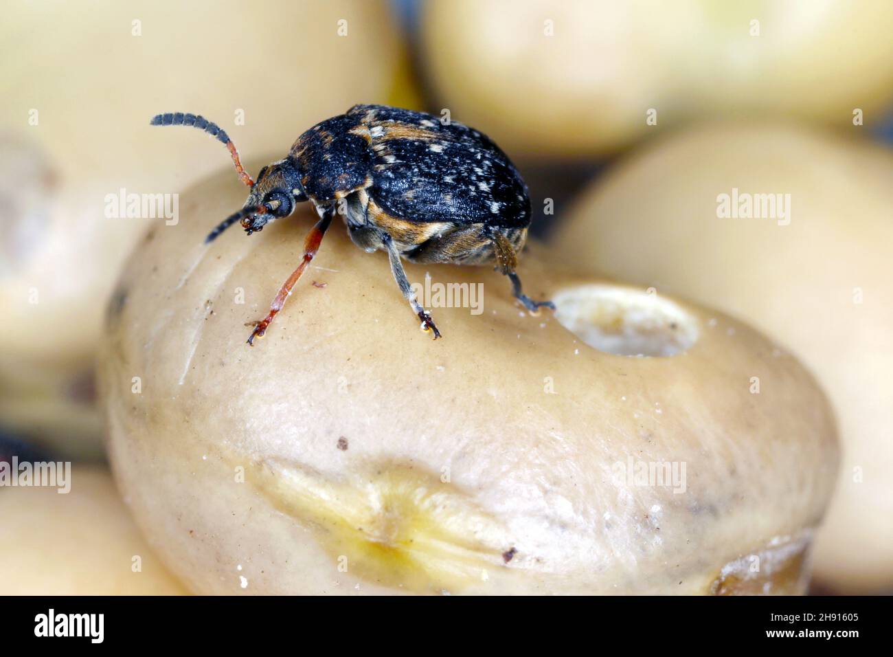 Bruchus rufimanus, commonly known as the broad bean weevil, broad bean ...
