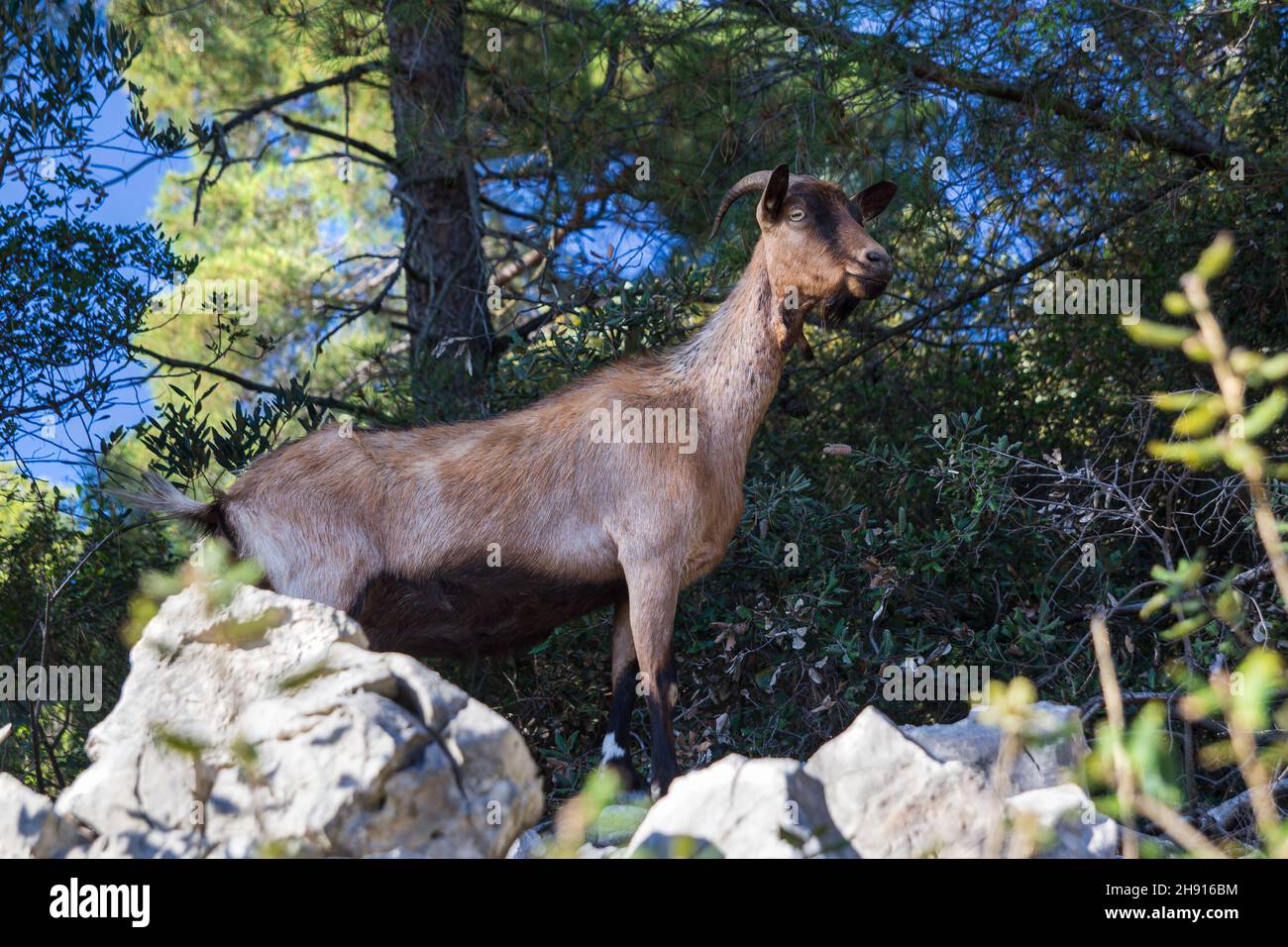 Free range goats in the Croatian coastal landscape. New Version Stock ...