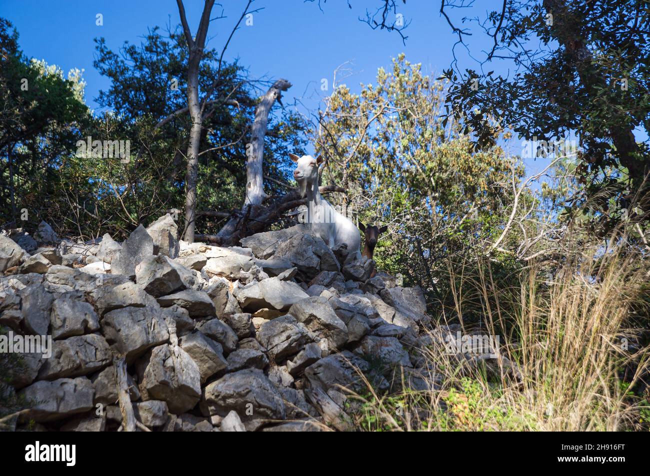 Free range goats in the Croatian coastal landscape. New Version Stock ...