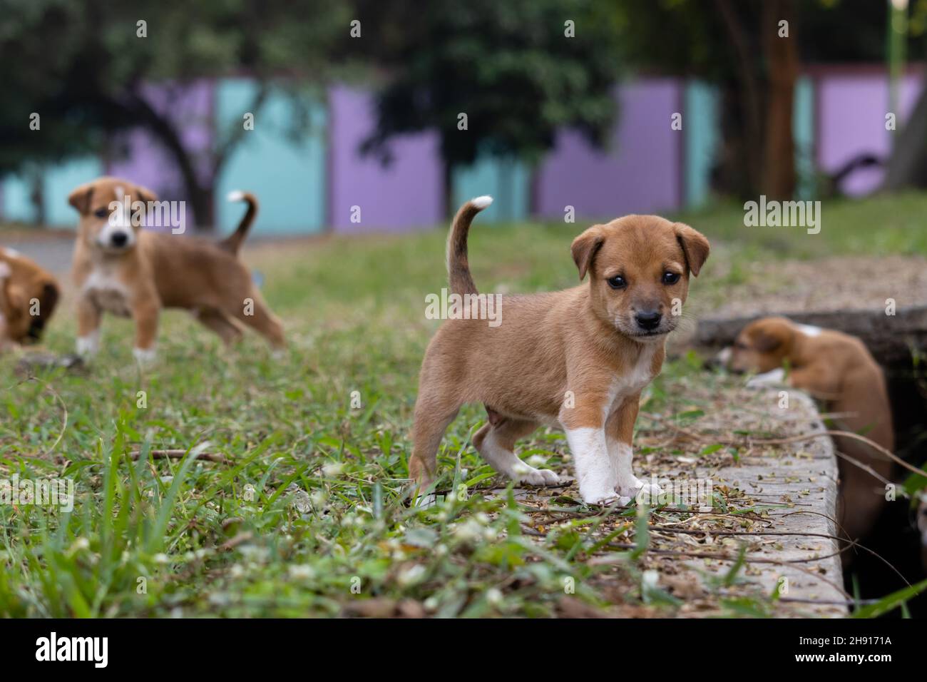 Homeless street puppies outside playing Stock Photo - Alamy