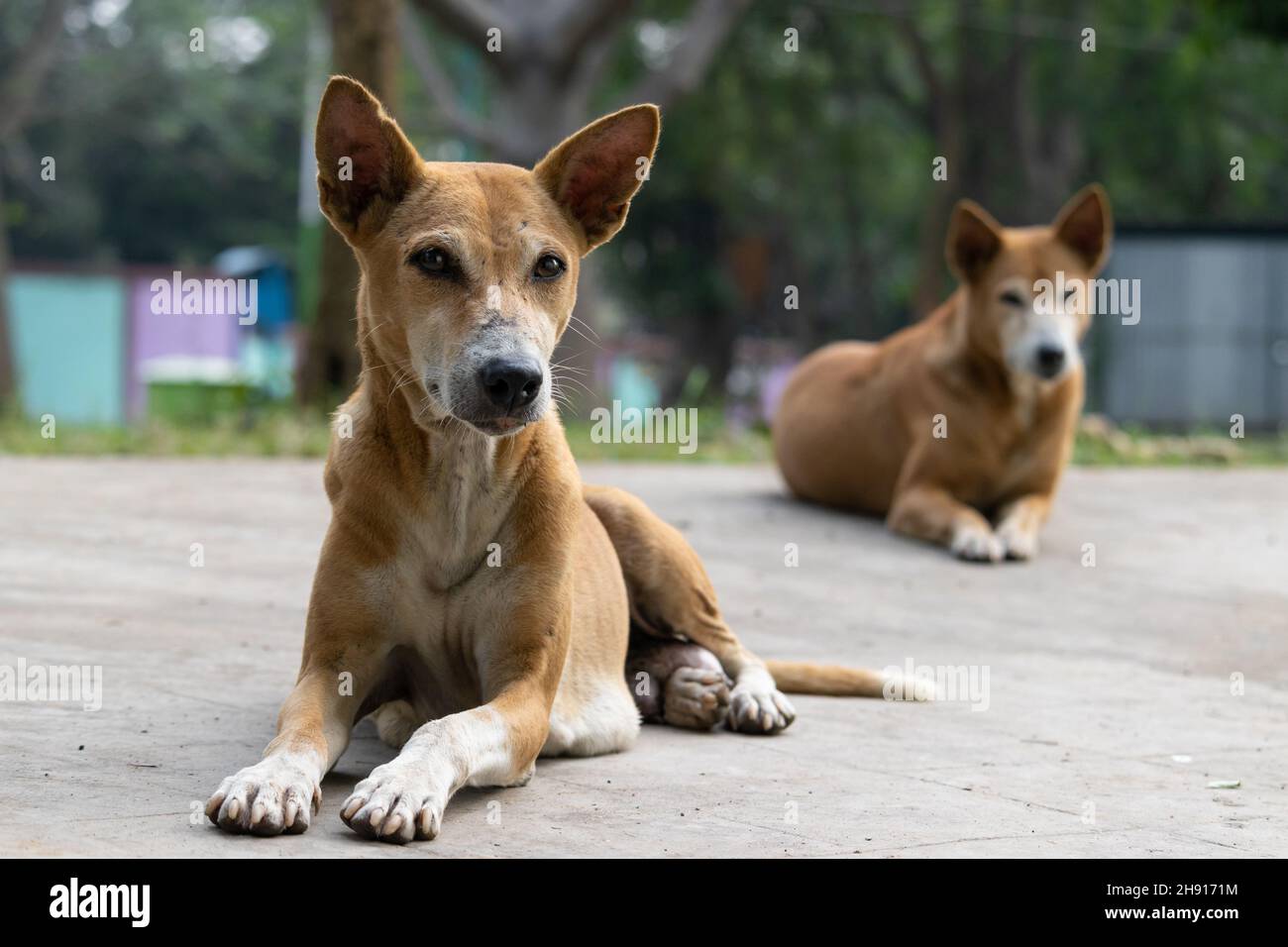 Road side dogs hi-res stock photography and images - Alamy