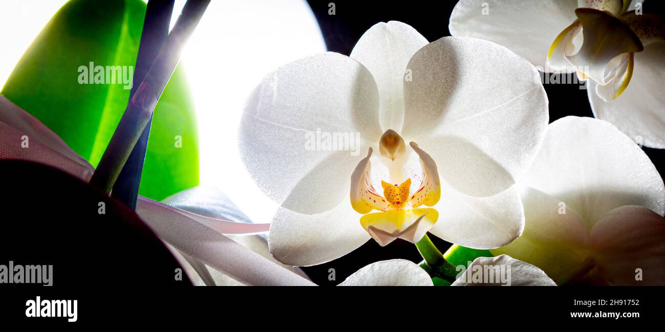 Close-up shot of beautiful white fragrant orchid flowers in the garden ...